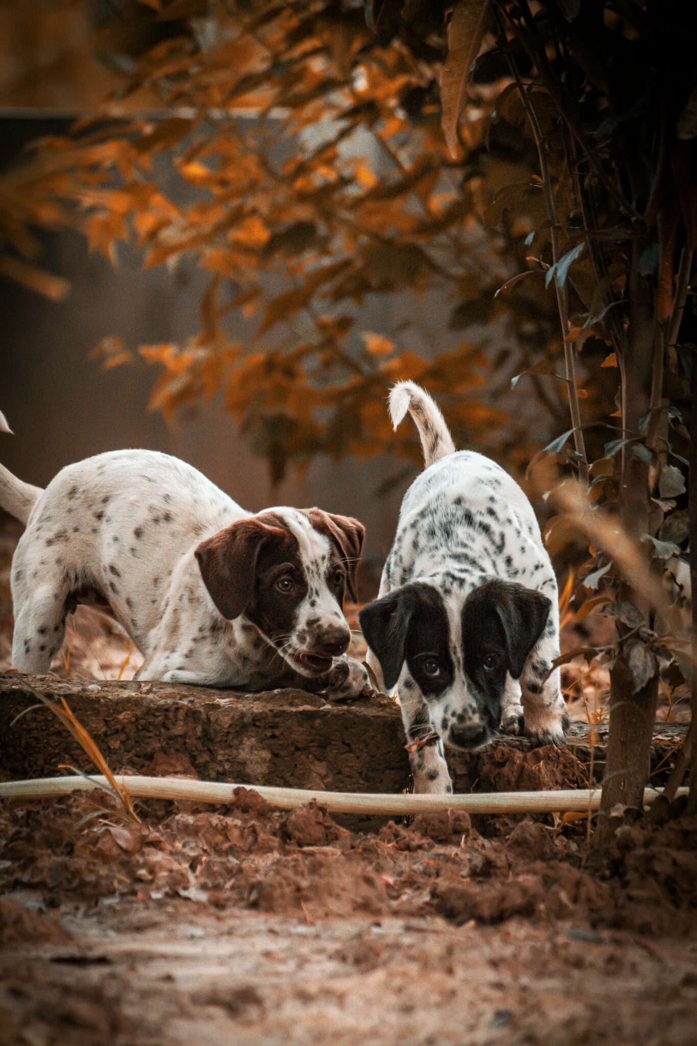 Top 5 Exciting Fall Dog Activities That Reinforce Obedience